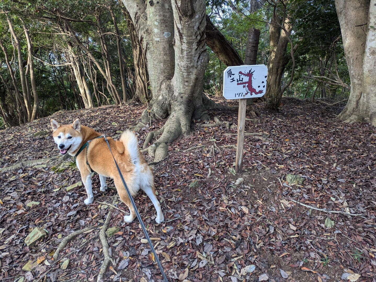 with the kojiro 辰ヶ山 / ma-kunさんの気延山の活動データ | YAMAP / ヤマップ