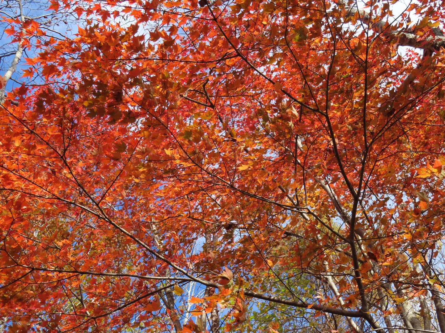 猪臥山 / ibizouさんの猪臥山の活動データ | YAMAP / ヤマップ