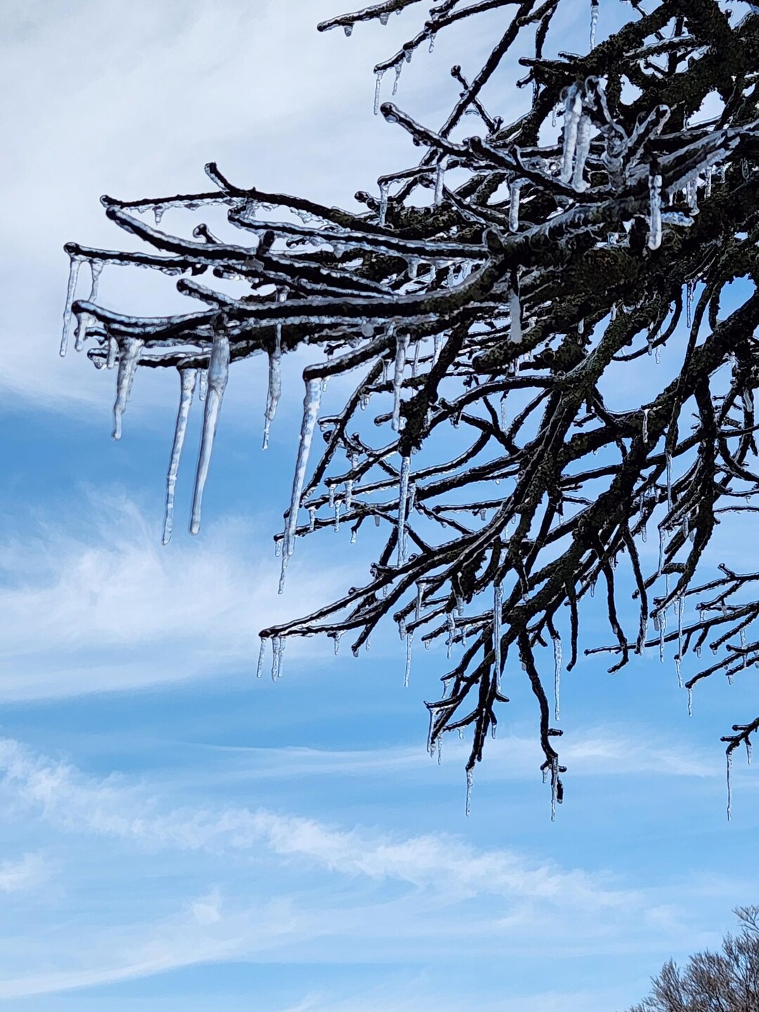 金剛山で雨氷 (うひょう) / smileなかさんの金剛山・二上山・大和葛城山の活動データ | YAMAP / ヤマップ