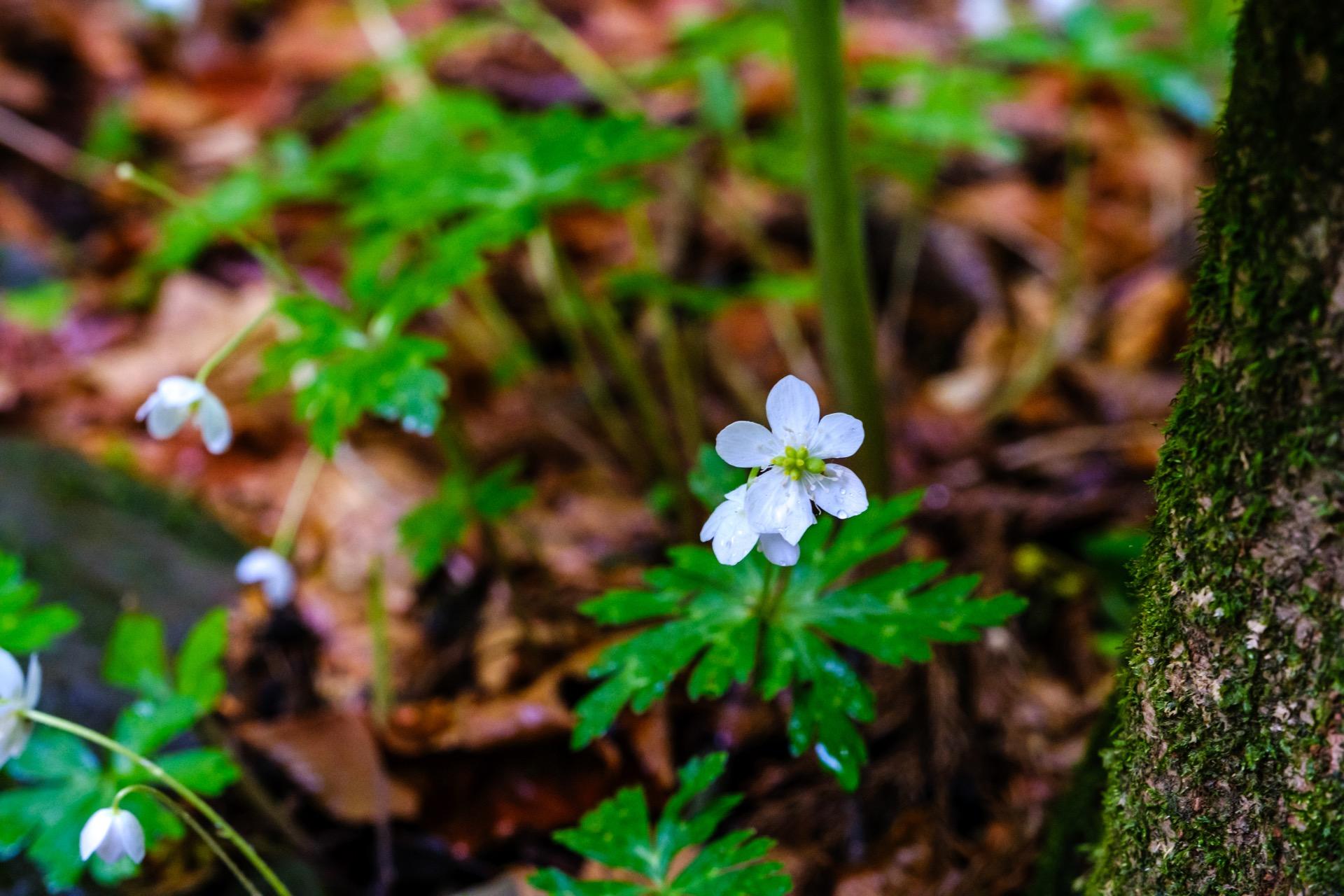 茨城県最高峰の八溝山⛰️ / Endo Shinyaさんの八溝山・池ノ平の活動データ | YAMAP / ヤマップ