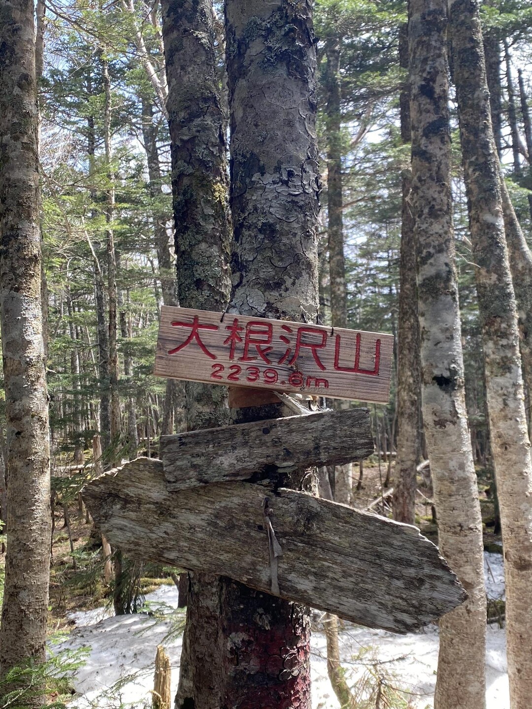 大根沢山・田代沢ノ頭 目標達成😆 / Gawaさんの大無間山の活動データ | YAMAP / ヤマップ