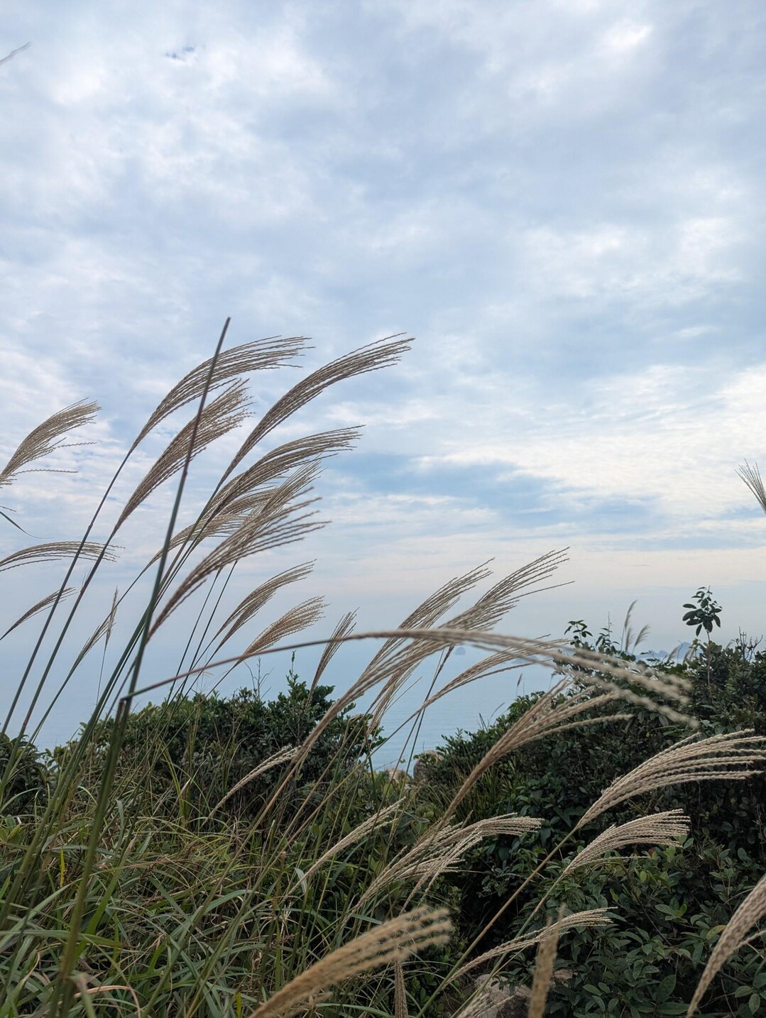 大拗門～龍蝦灣-2024-11-23 / skyさんのランニングの活動データ | YAMAP / ヤマップ