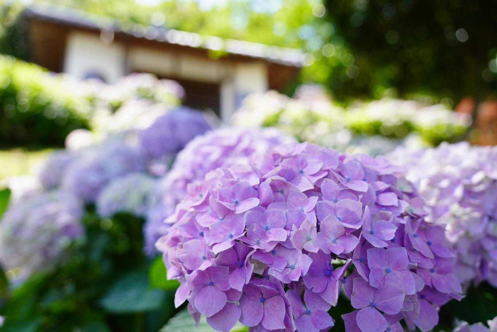 福岡県糸島市は、紫陽花🌸が見頃です / N．Mさんのモーメント | YAMAP / ヤマップ
