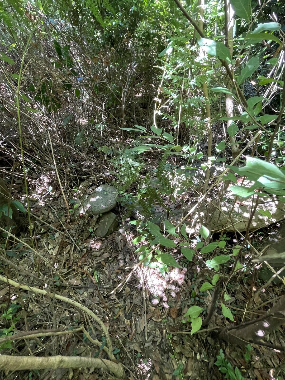 矢ヶ浦山 / JBT会員番号5さんの雨乞岳の活動データ | YAMAP / ヤマップ