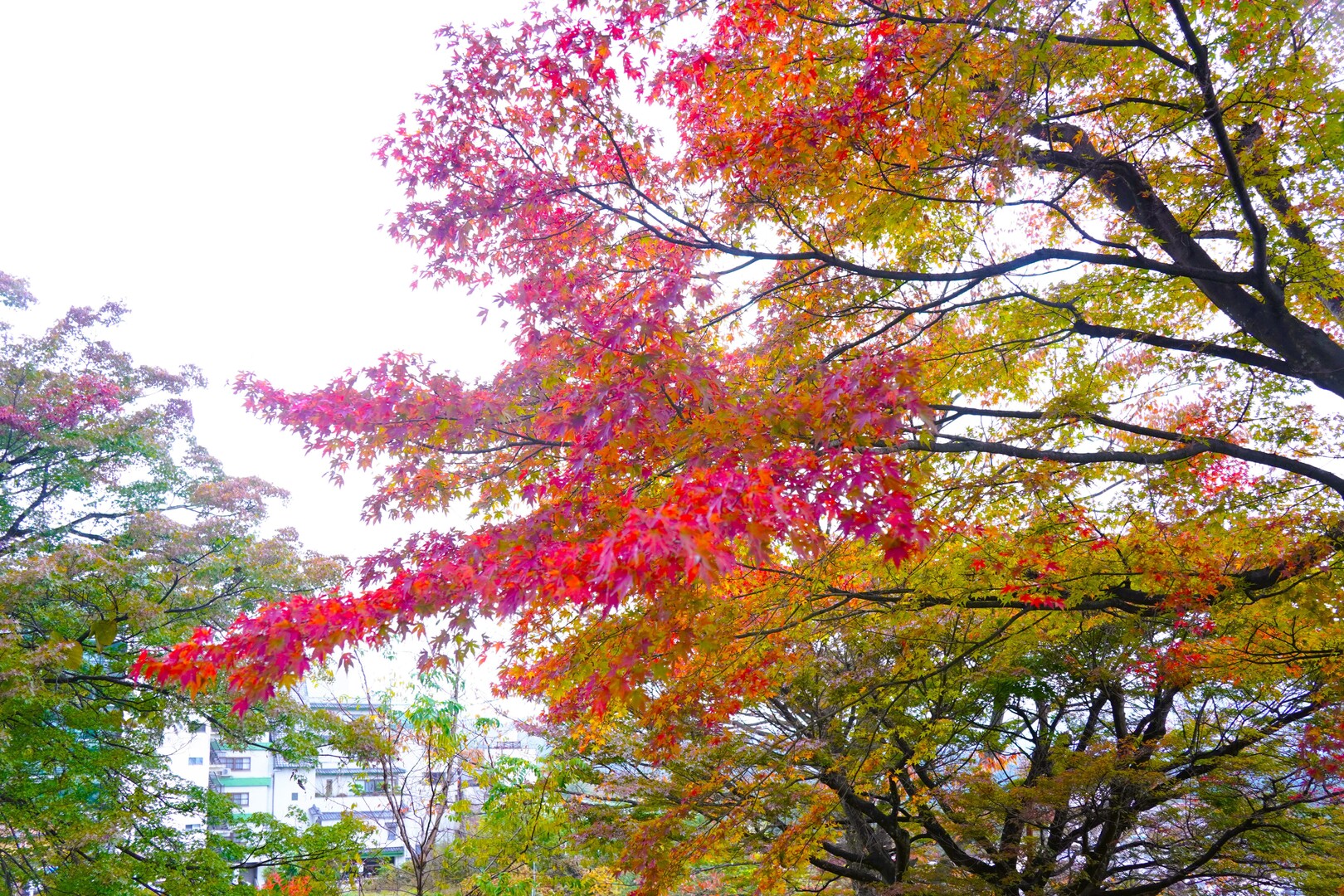 20241110榛名山（掃部ヶ岳） / masap🐾🐾さんの榛名山・天狗山・天目山の活動日記 | YAMAP / ヤマップ