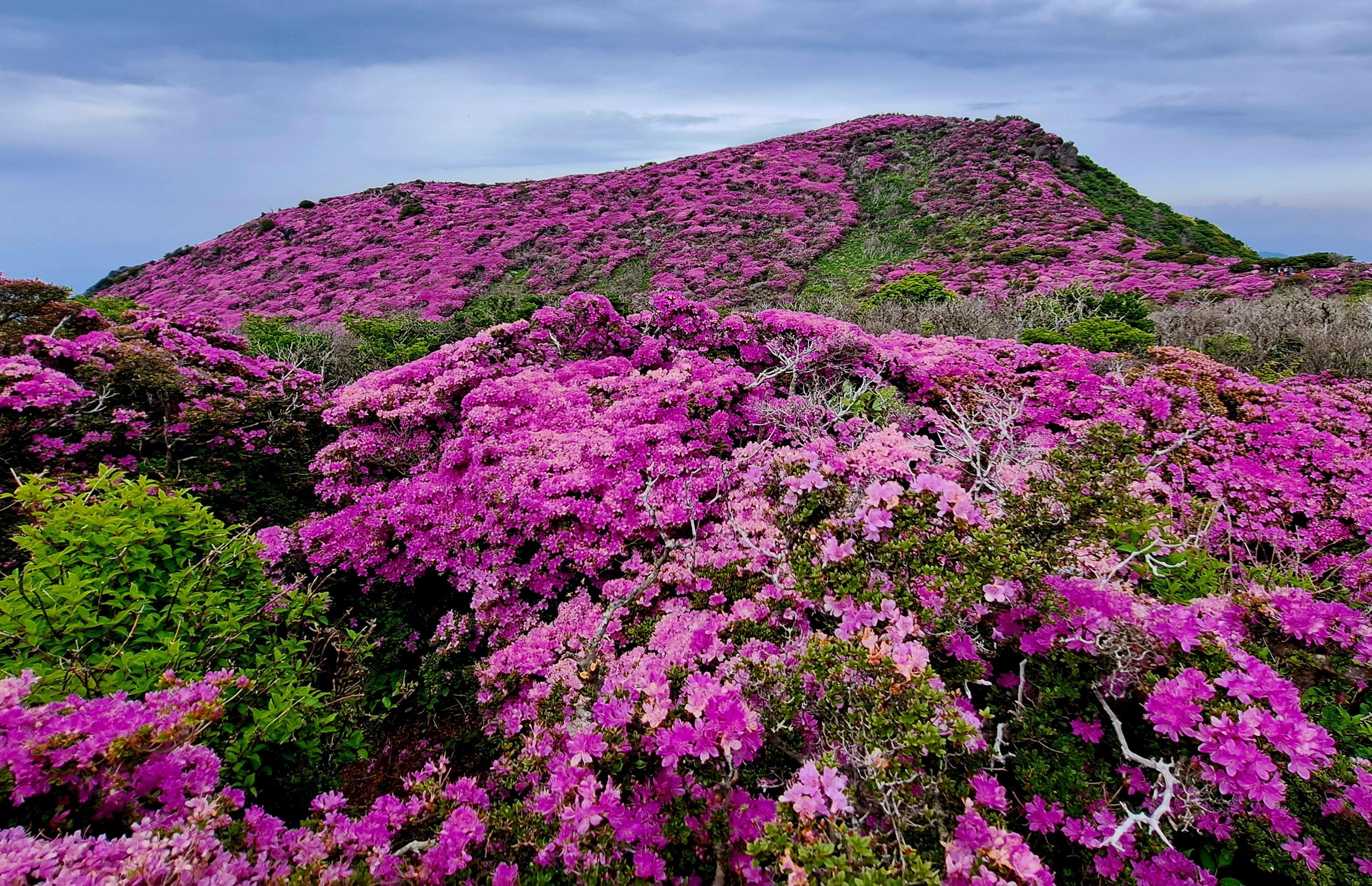 九重MK🌸祭り / katu3さんの九重山（久住山）・大船山・星生山の活動データ | YAMAP / ヤマップ