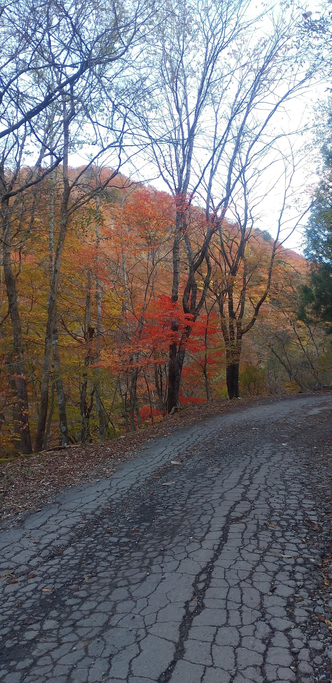 南平山・恋路沢（紅葉山行第六弾） / Shuさんの南平山の活動データ | YAMAP / ヤマップ