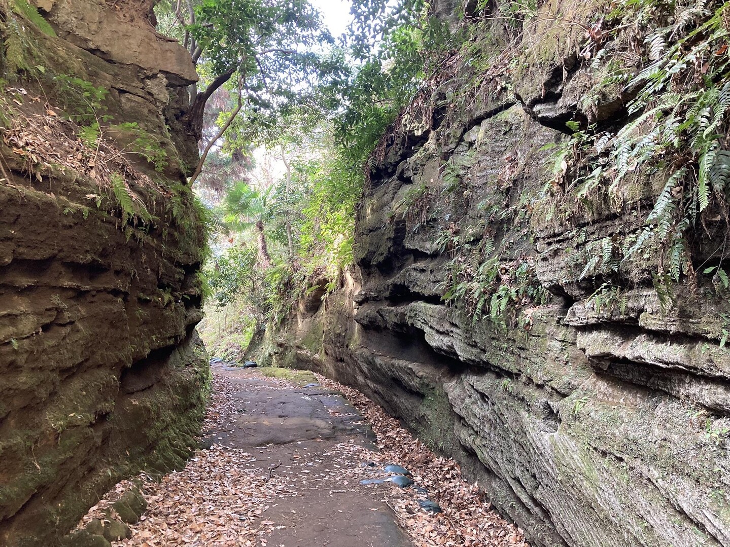 鎌倉街道下道-7日目 / Aokatiさんの横浜市 南エリアの活動データ | YAMAP / ヤマップ