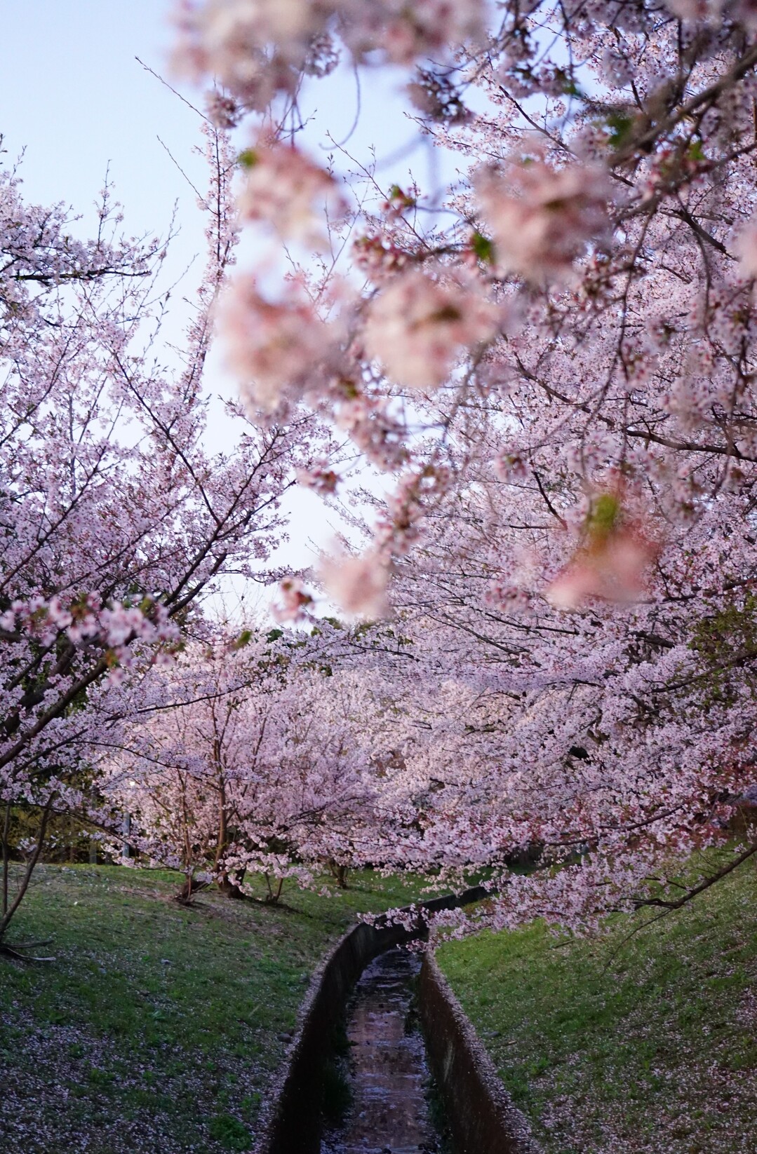 2022.04.04.Monday すす... / ネ子さんさんのモーメント | YAMAP / ヤマップ