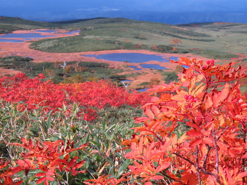 大雪山を歩こう2016！ 永山岳～安足間岳～沼の平 9/25 / naotoGSさんの大雪山系・旭岳・トムラウシの活動データ | YAMAP / ヤマップ