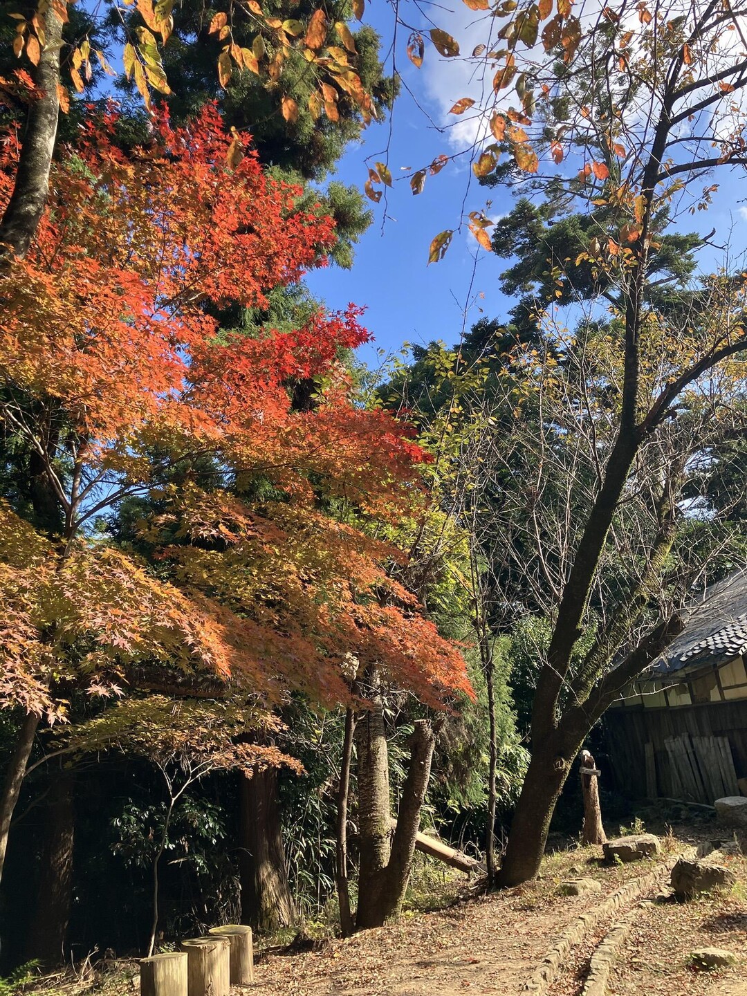 久しぶりの天王山へ…やってしまった💦 / mihoさんのポンポン山・釈迦岳・小塩山・若山の活動データ | YAMAP / ヤマップ