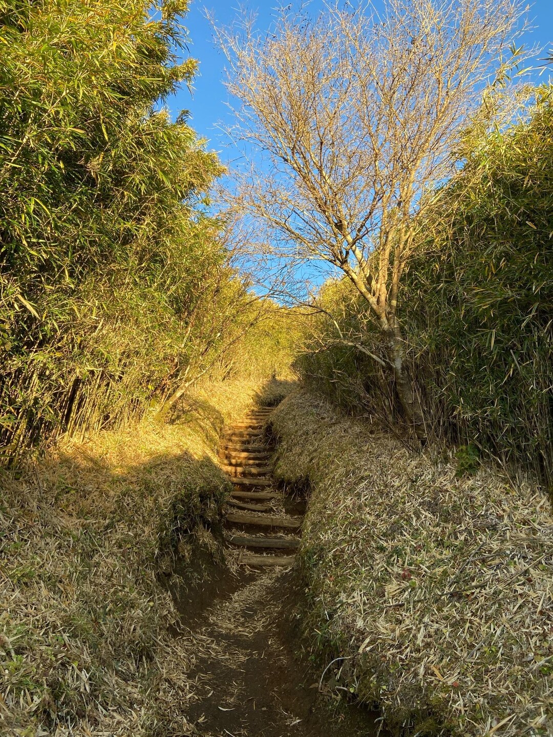 金時山 / Annさんの金時山・明神ヶ岳の活動データ | YAMAP / ヤマップ