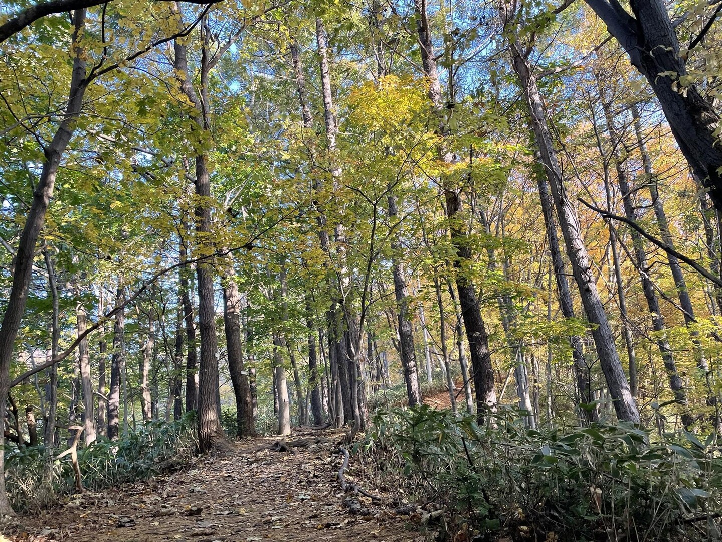 山鼻山・藻岩山 / K3さんの藻岩山の活動データ | YAMAP / ヤマップ