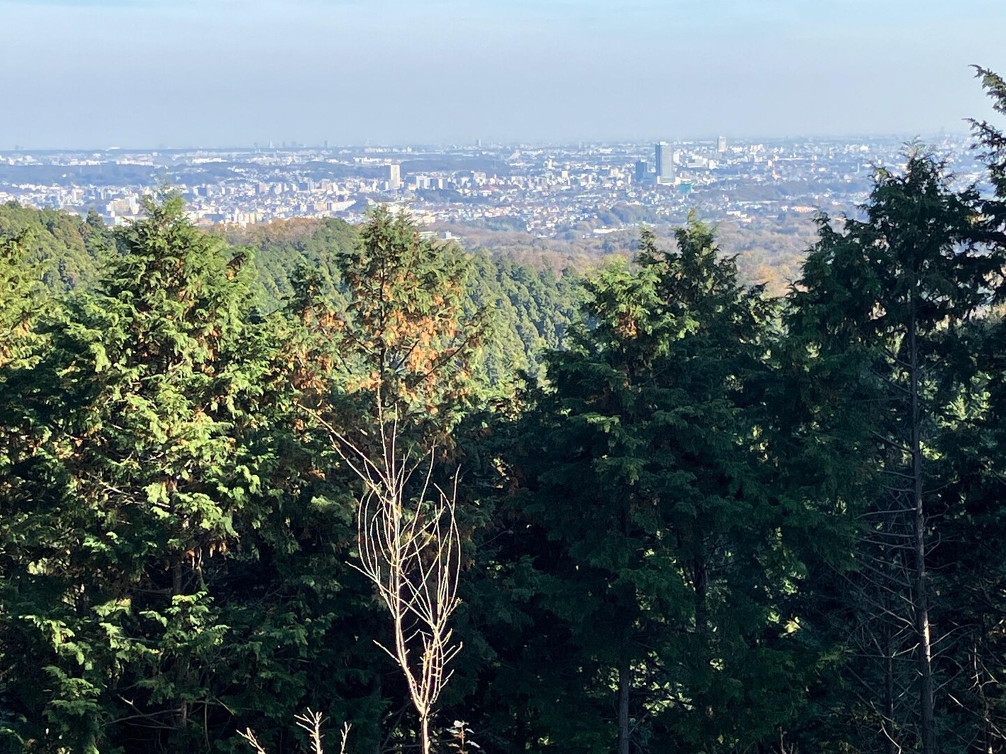 南高尾山稜、高尾山口から草戸山、山下 / kobutaさんの高尾山・陣馬山・景信山の活動データ | YAMAP / ヤマップ