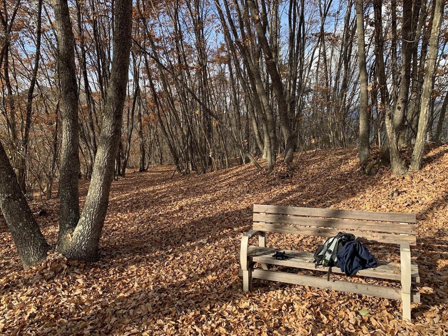 本日二座目の虚空蔵山。城山（矢沢城）はオマケ / SamuSamuさんの太郎山の活動データ | YAMAP / ヤマップ