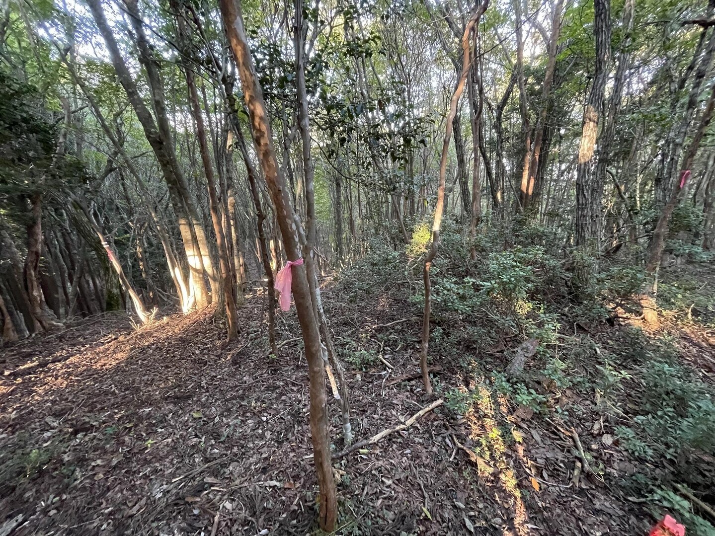 podoryさんの投稿したフィールドメモ | YAMAP / ヤマップ