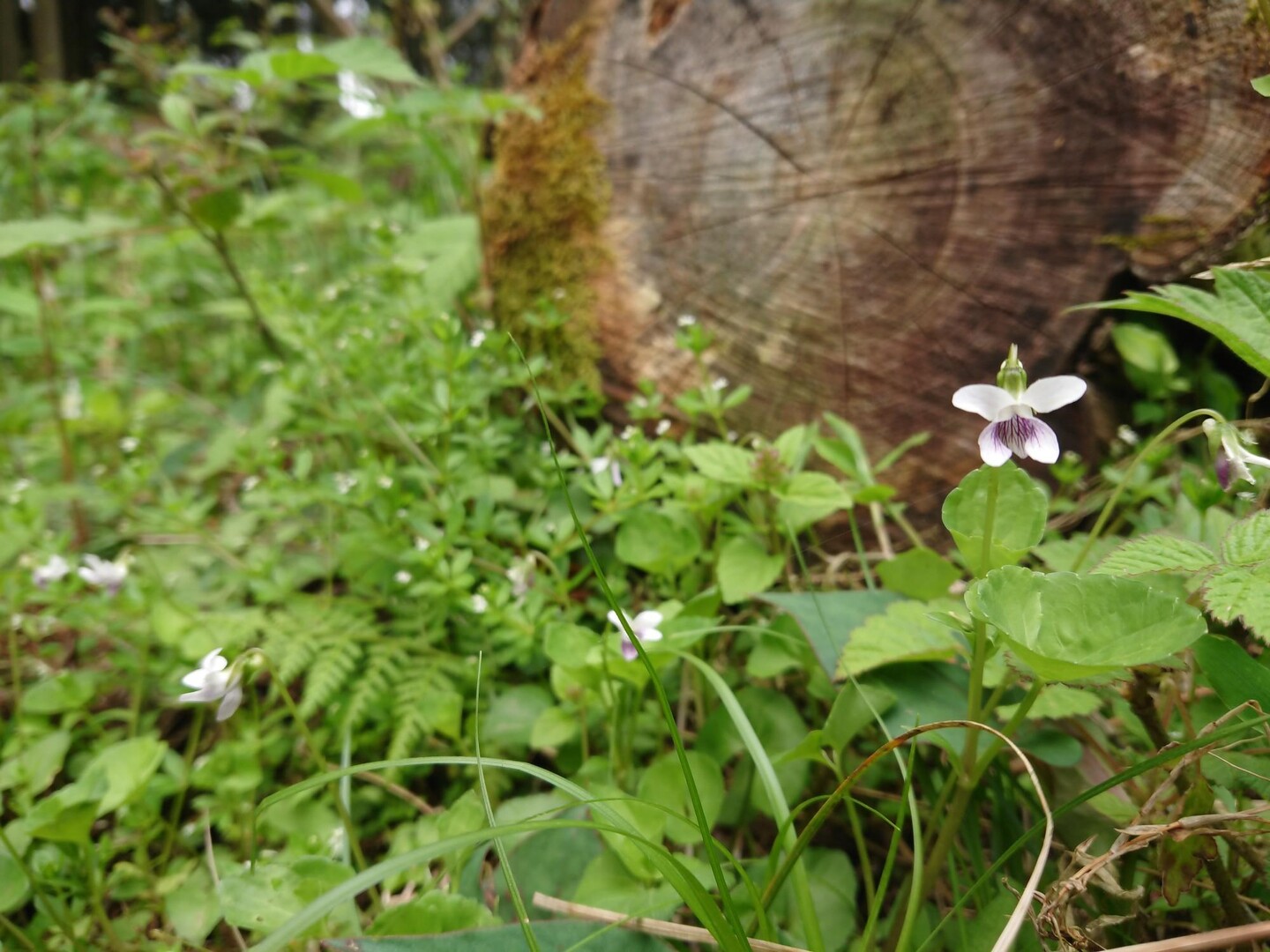 💠お花探しの賤ヶ岳 / jun31さんの賤ヶ岳・山本山の活動データ | YAMAP / ヤマップ