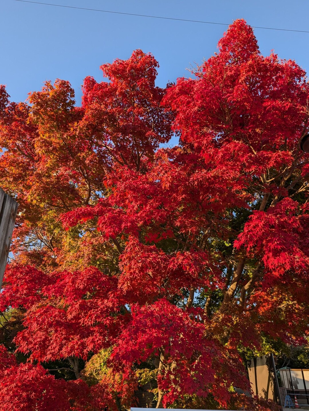 眉山でトレーニング💃 / 🌸マーガレット830🌸さんの眉山の活動データ | YAMAP / ヤマップ
