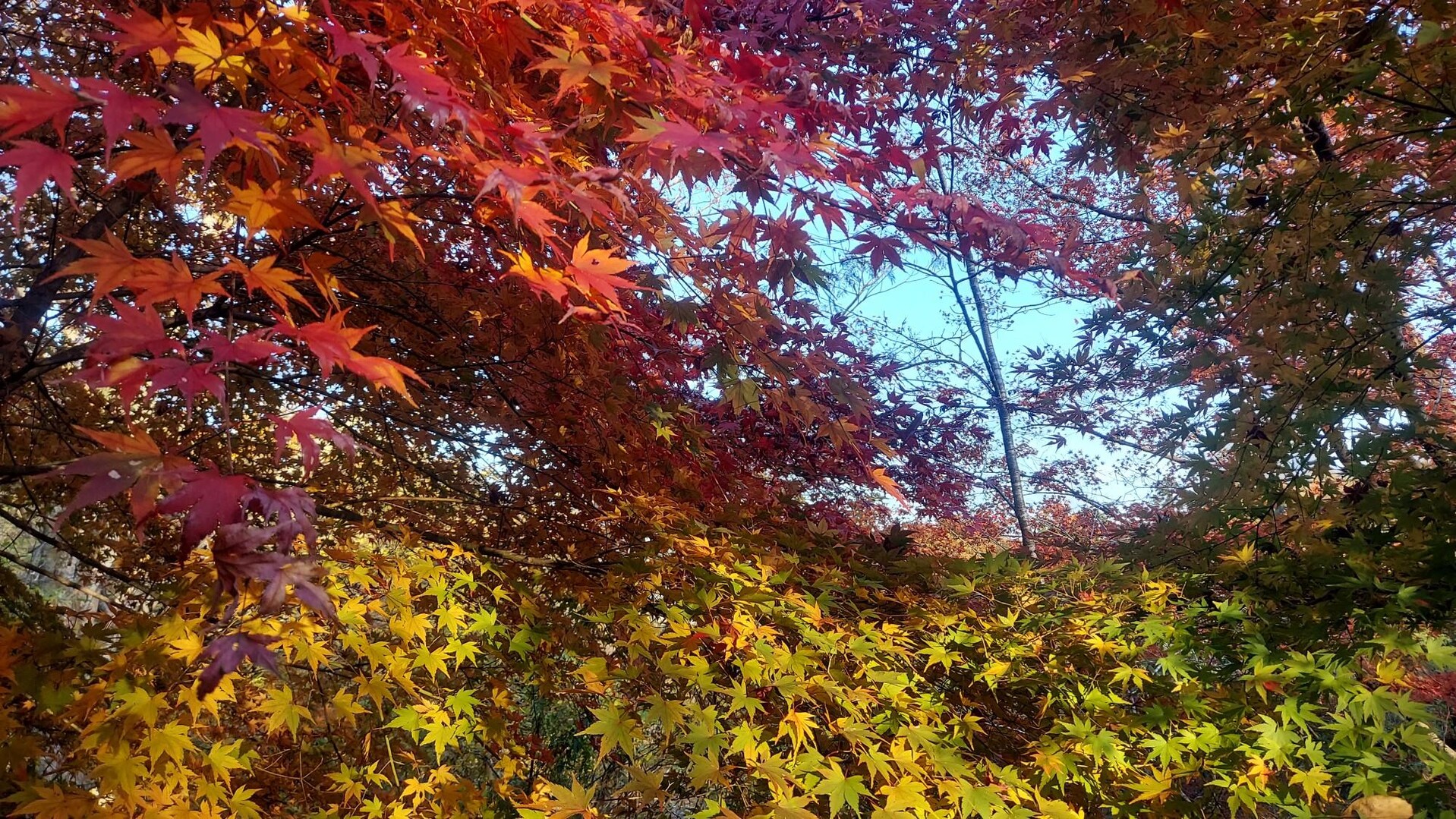 仙元山・城山・大日山・物見山 / kirachoさんの武蔵嵐山・大平山・仙元山の活動データ | YAMAP / ヤマップ