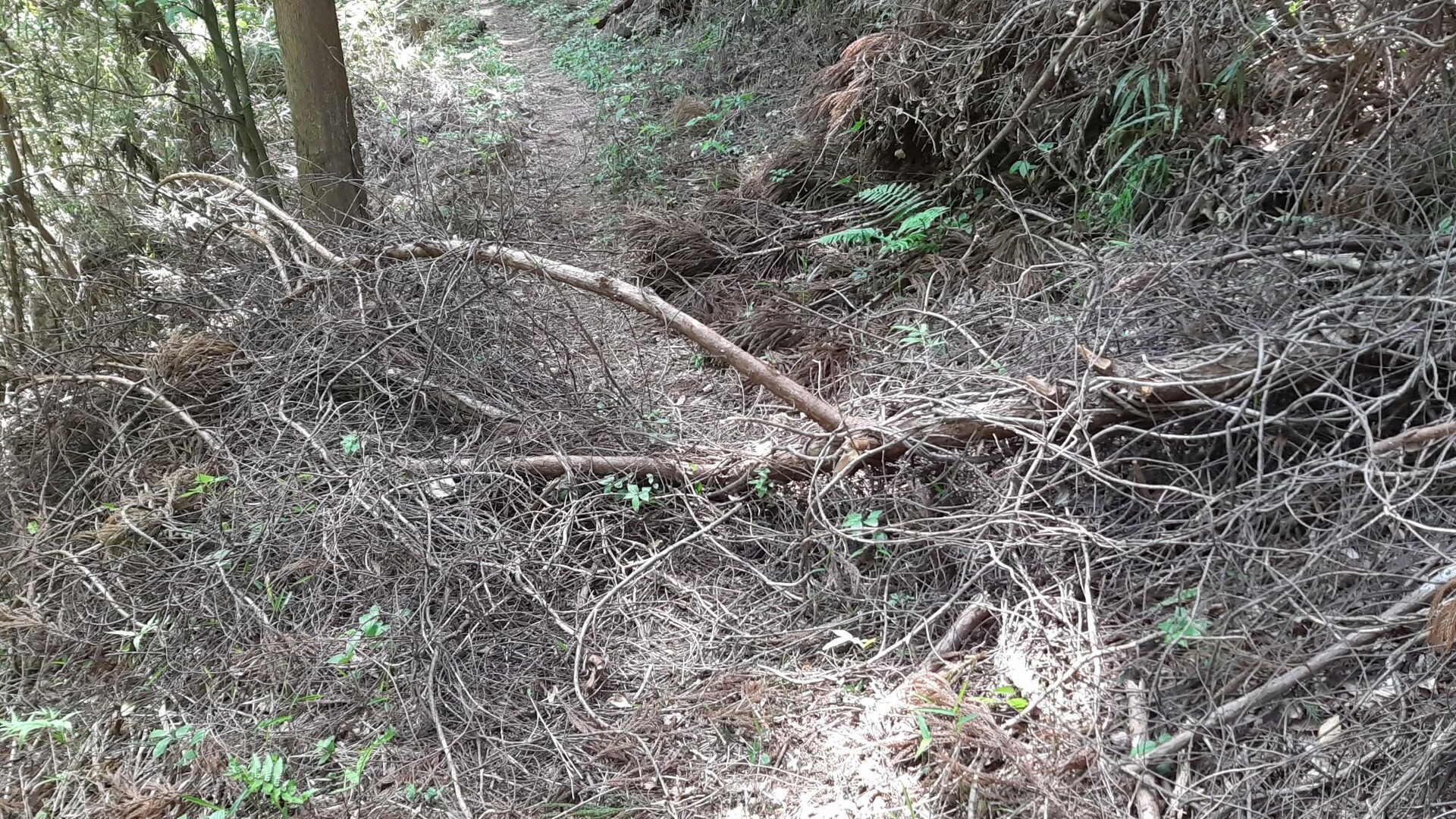 こうがさんの投稿したフィールドメモ | YAMAP / ヤマップ