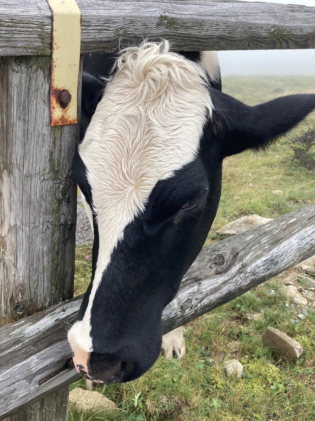 美ヶ原 / ユーザーkanameさんの美ヶ原の活動データ | YAMAP / ヤマップ