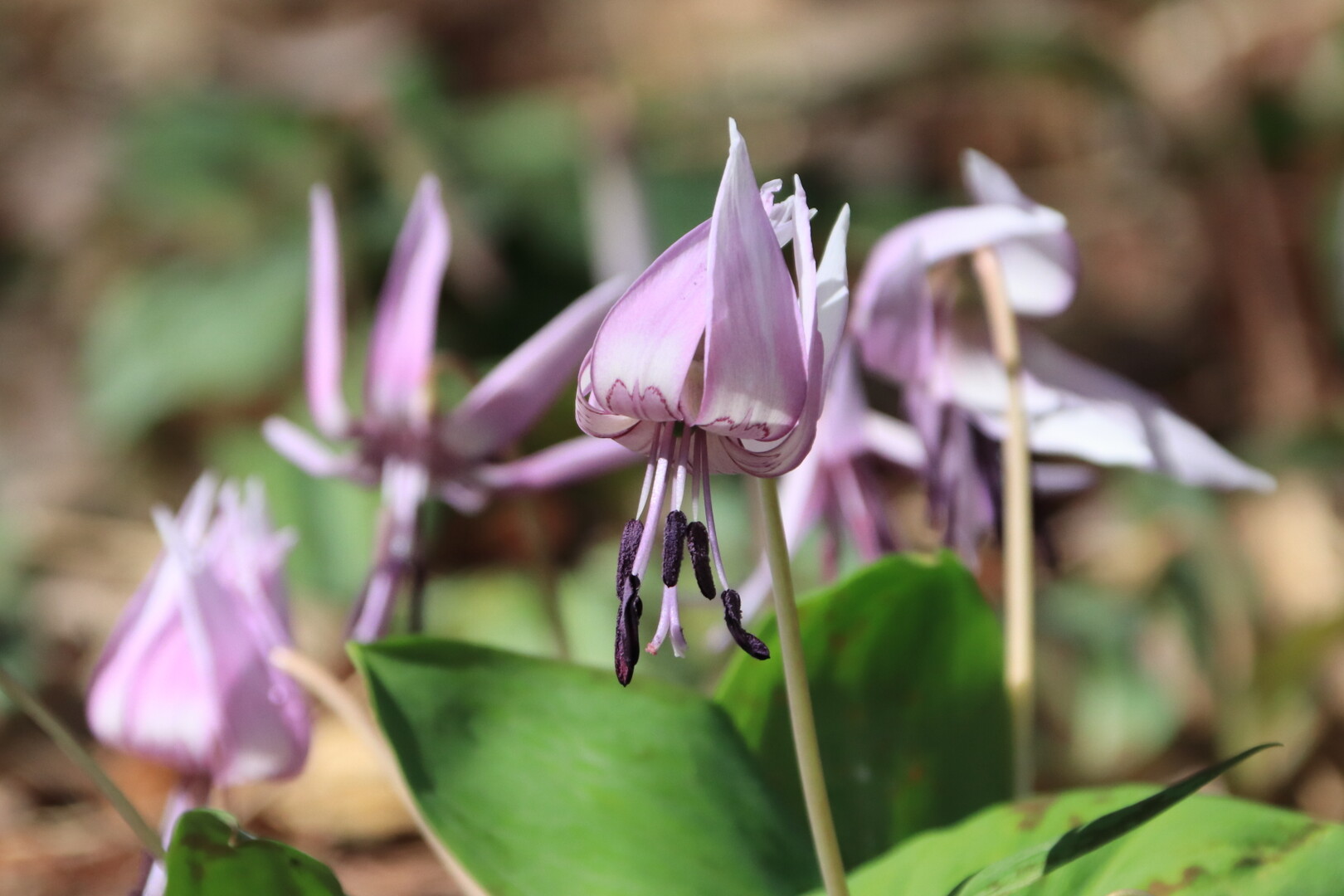 March is busy with something💦 / Miyaz さんの鳩吹山の活動データ | YAMAP / ヤマップ