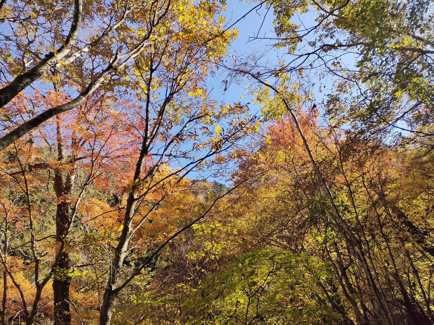 秋晴れ紅葉の烏帽子山 / YK1989さんの寒峰の活動日記 | YAMAP / ヤマップ