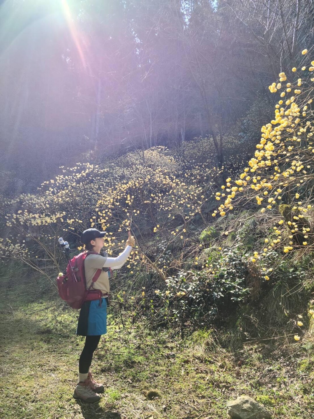 ミツマタを見に‥ / aoiさんの愛宕山の活動データ | YAMAP / ヤマップ