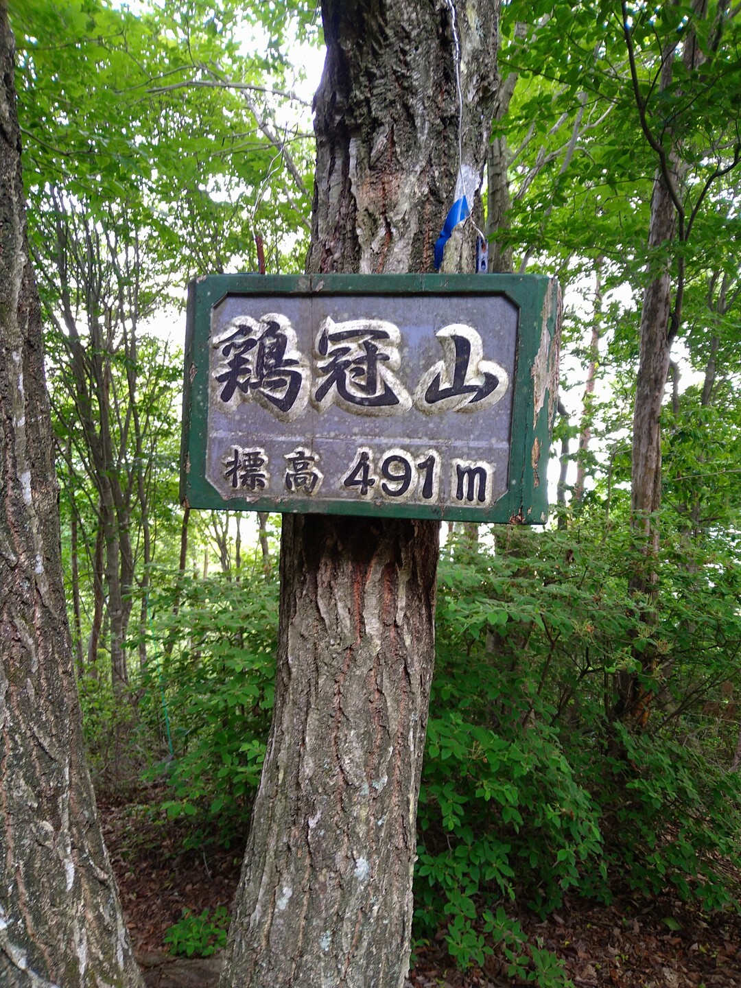 まなっPさんの投稿したフィールドメモ | YAMAP / ヤマップ