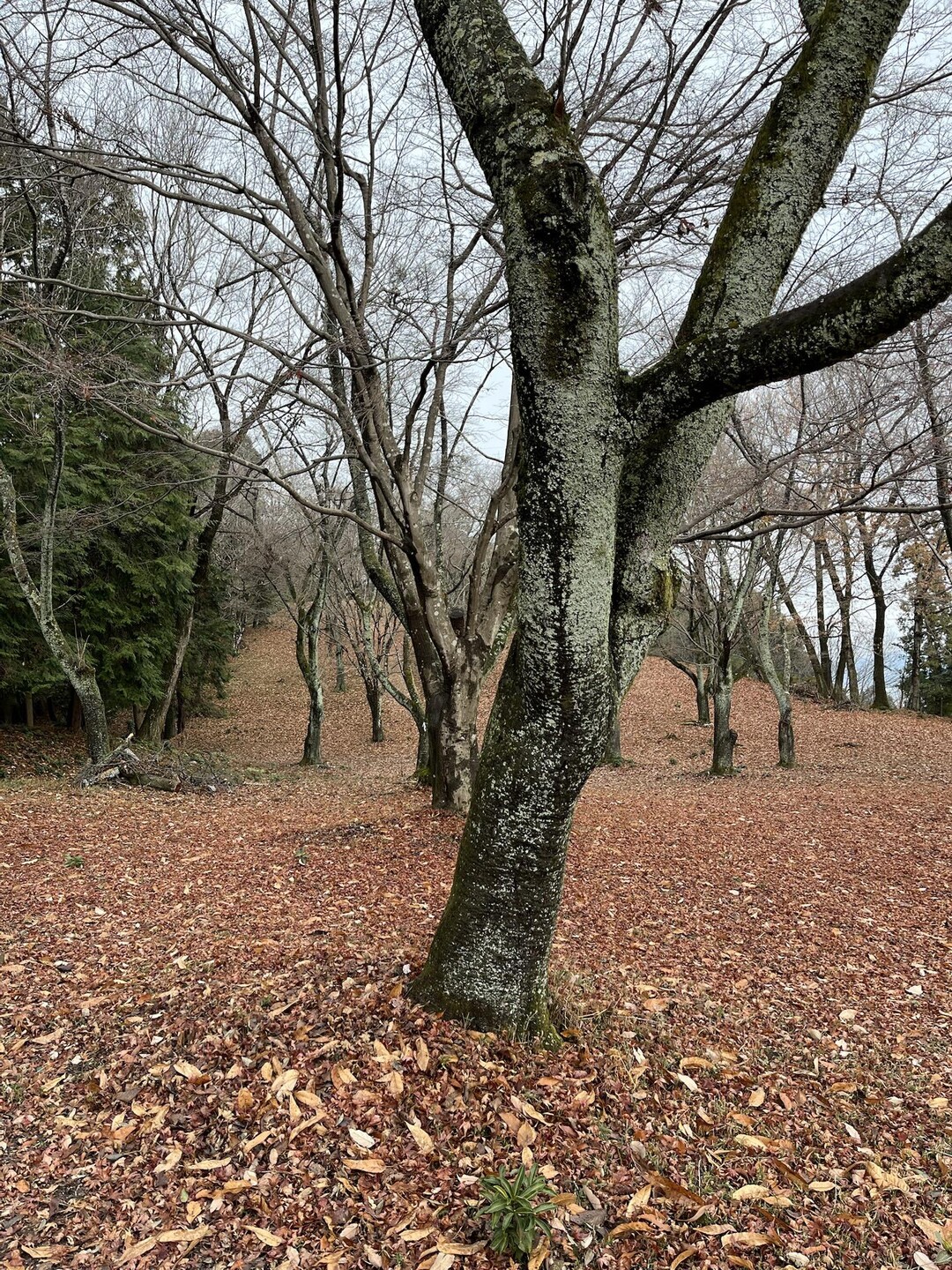 象鼻山 6.12.30① / POCKYさんの南宮山・象鼻山の活動データ | YAMAP / ヤマップ