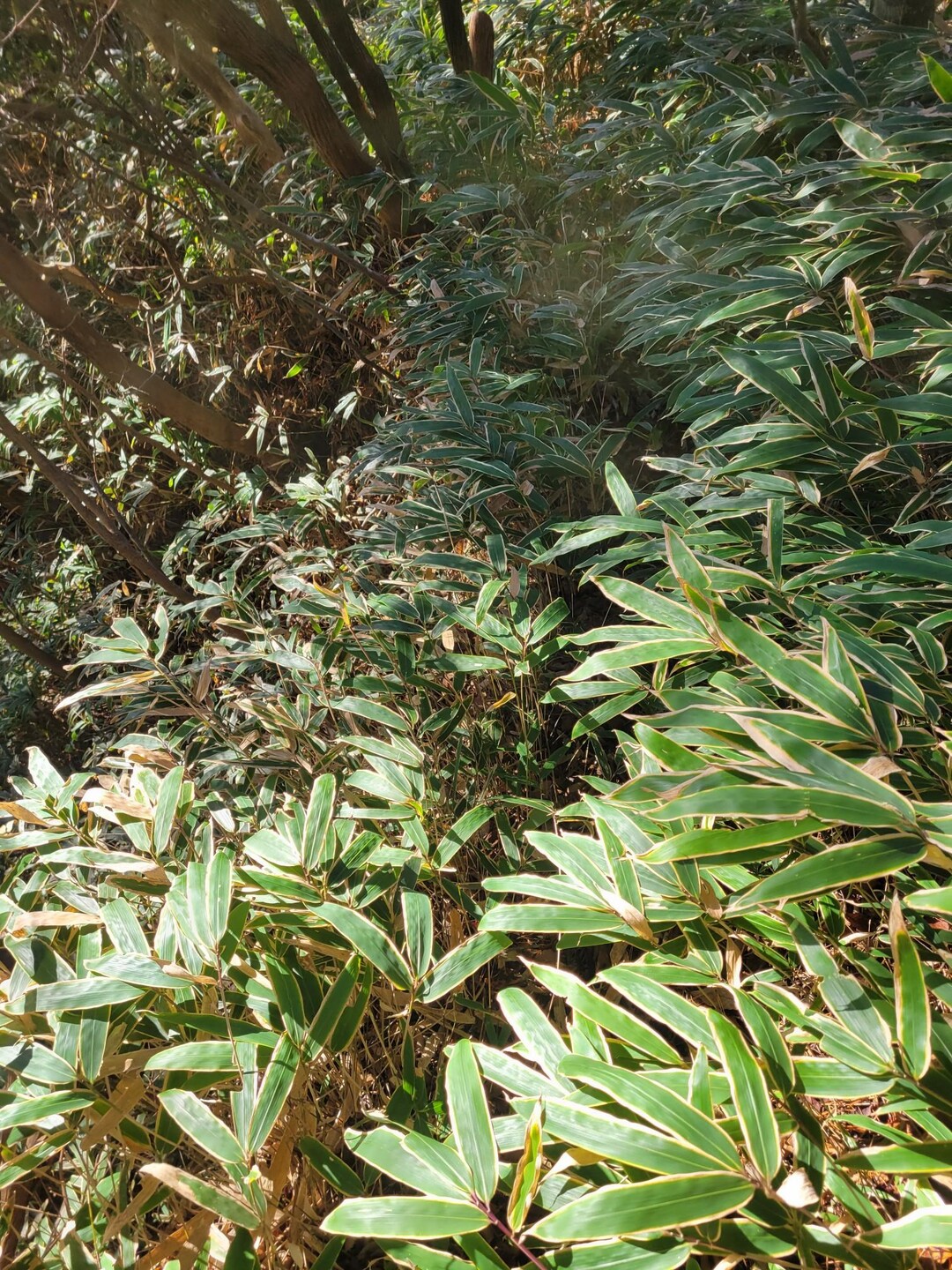 kaolinさんの投稿したフィールドメモ | YAMAP / ヤマップ