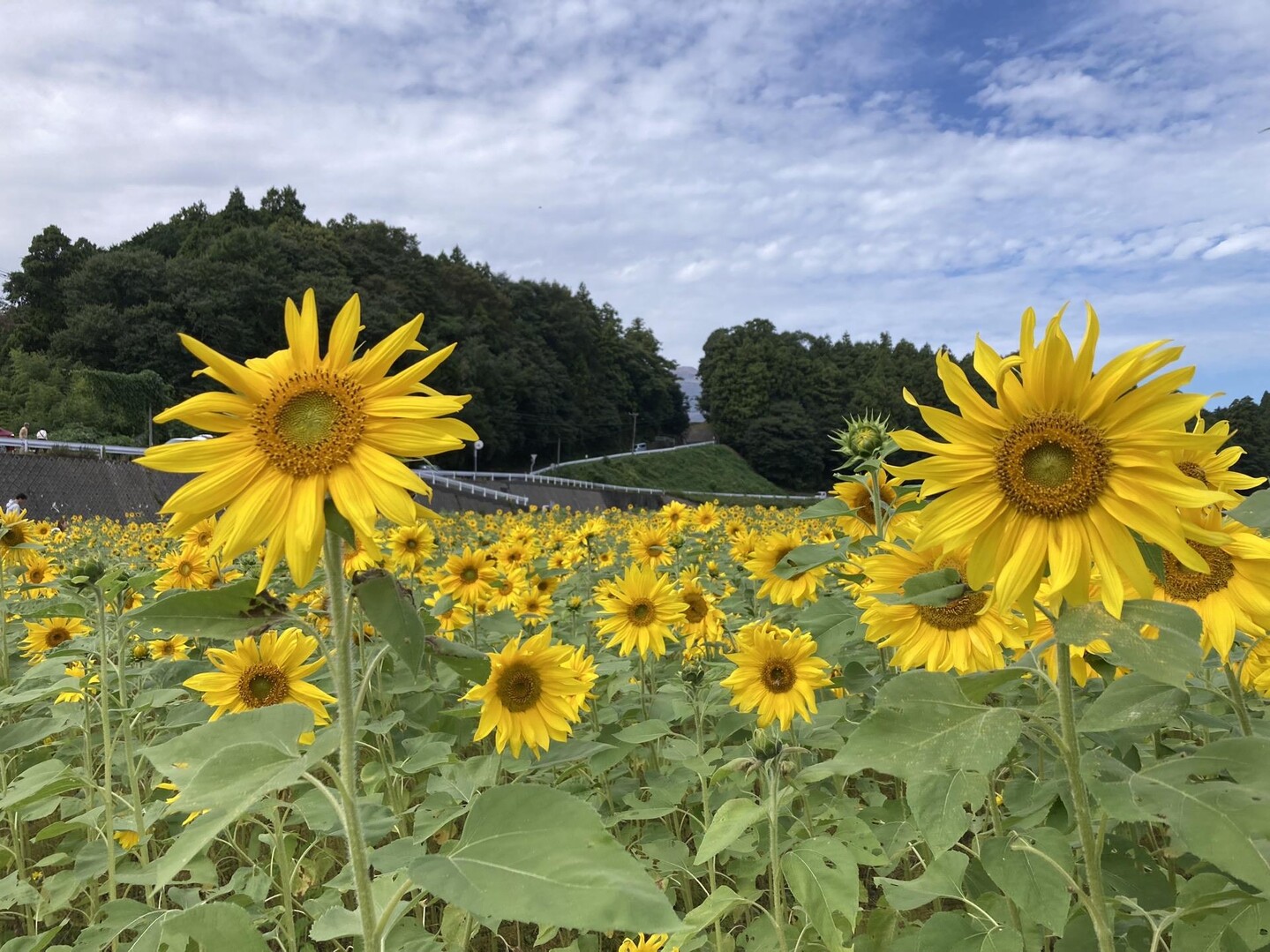 2023年（R5）10月14日 土曜日 ... / カトウィーヌさんのモーメント | YAMAP / ヤマップ
