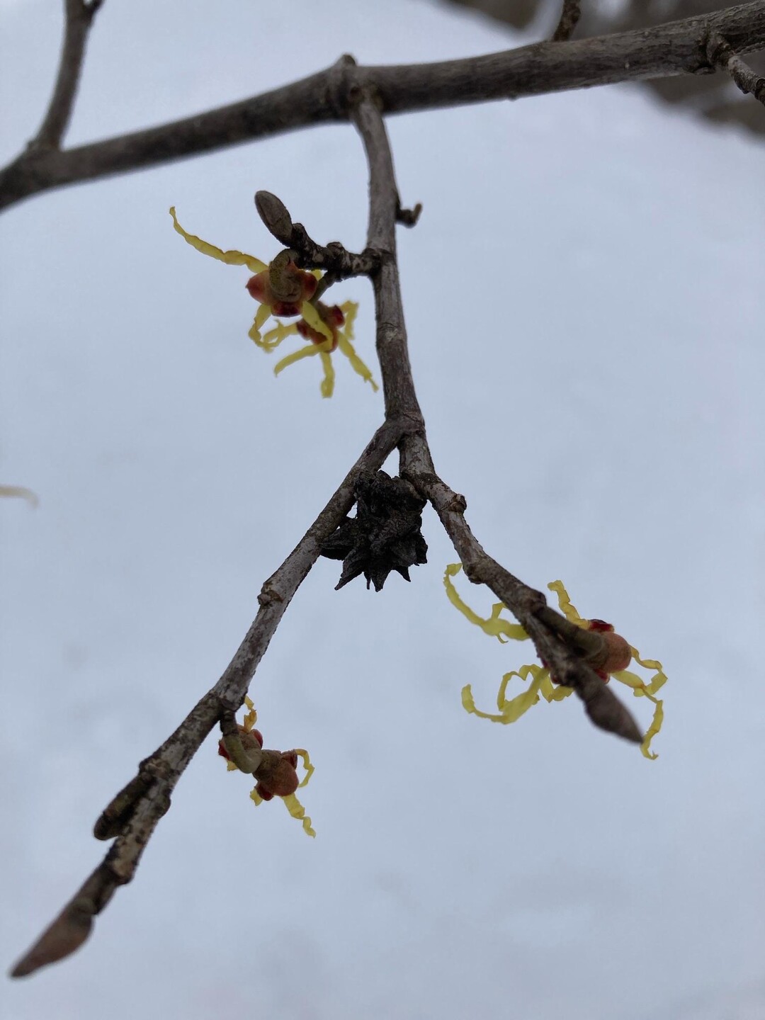 袖山 / naokiさんの上越市の活動日記 | YAMAP / ヤマップ