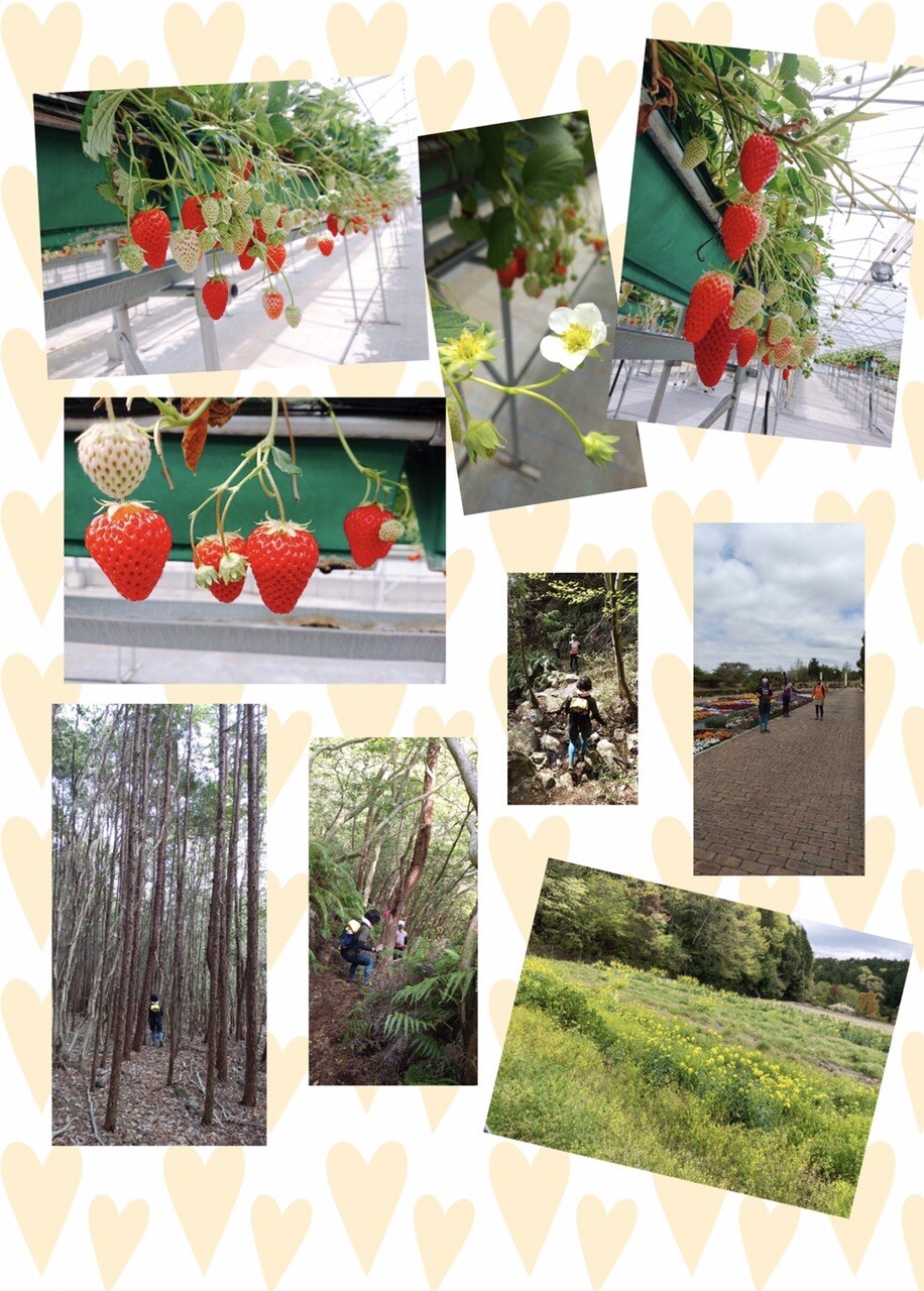 いつものメンバーで 山一つ越えて苺狩り ... / kanapさんのモーメント | YAMAP / ヤマップ