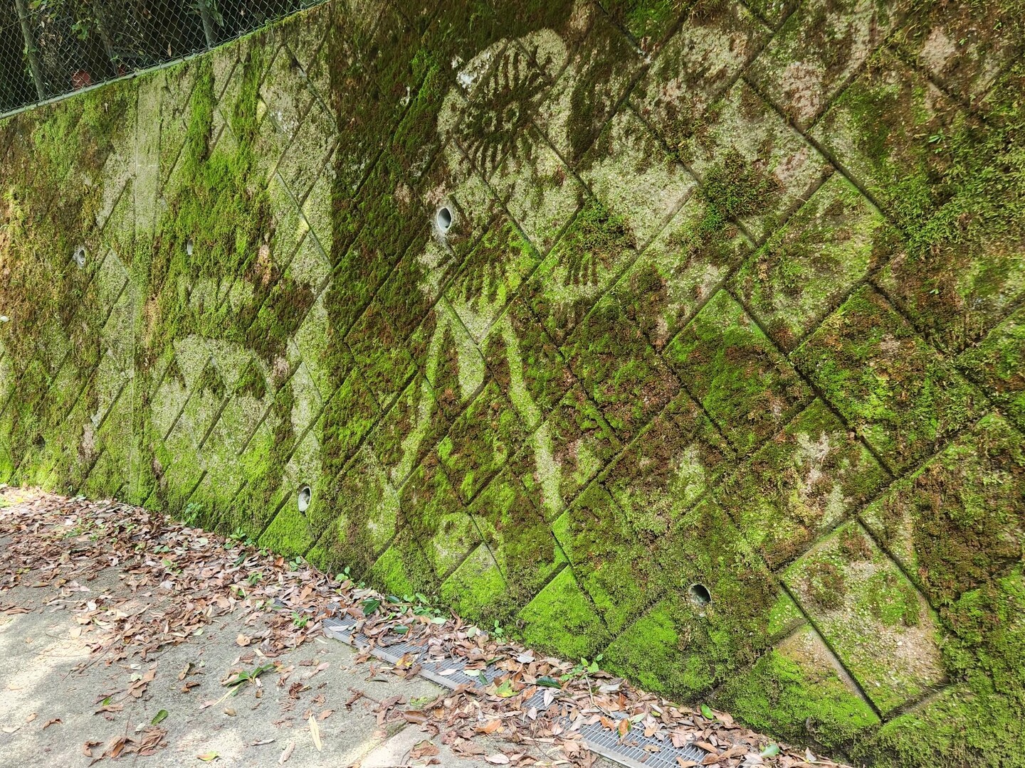 台風後のトトロパトロール🌀 / Cielさんの生駒山・神津嶽・大原山の活動データ | YAMAP / ヤマップ