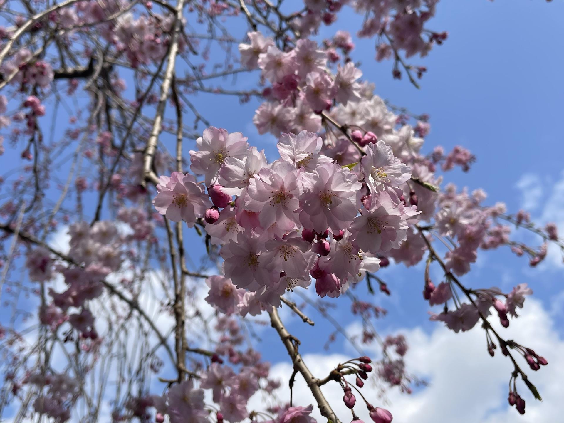 桜前線が仙台までやって来ました🌸 / Hideさんのモーメント | YAMAP / ヤマップ