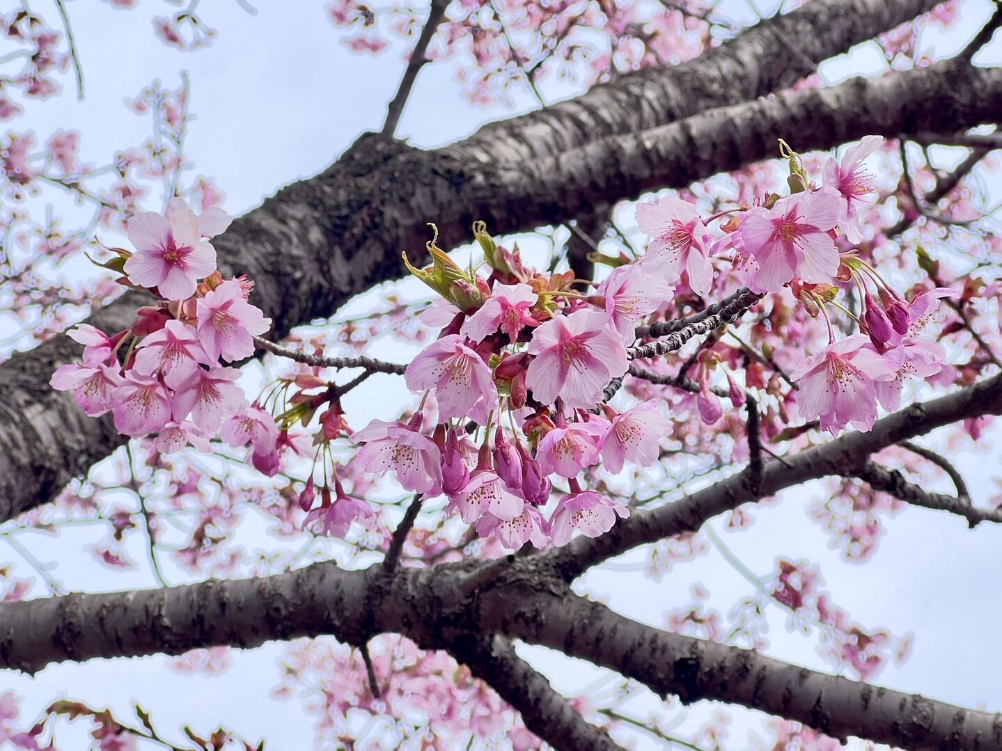 𝘏𝘦𝘭𝘭𝘰🏔´- / miiさんの鳴神山・吾妻山の活動データ | YAMAP / ヤマップ