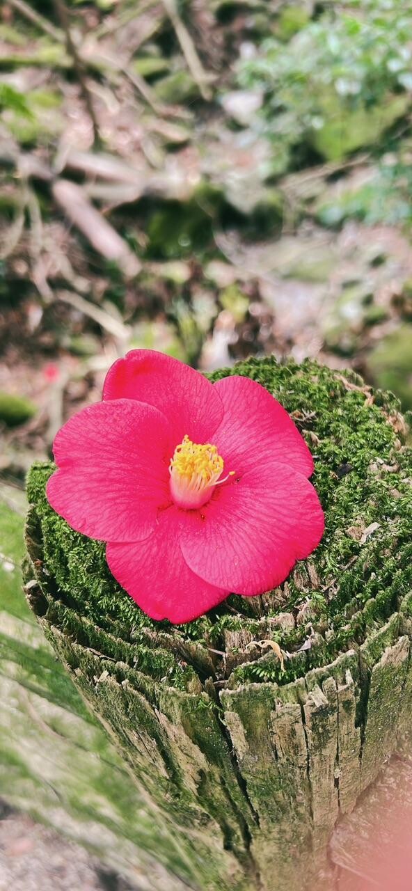 RIEのページ | YAMAP / ヤマップ