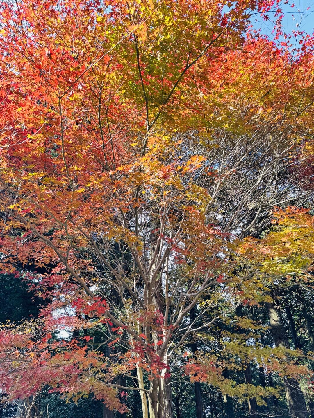 本宮山 / monさんの本宮山・大日山・風頭山の活動データ | YAMAP / ヤマップ