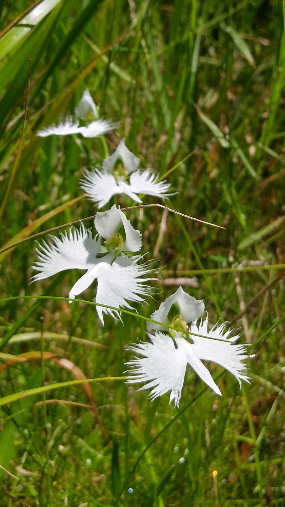 サギソウに会いに丹生山系を歩く🕊️🕊️🕊️ / naokorinさんの丹生山・帝釈山・シビレ山の活動データ | YAMAP / ヤマップ