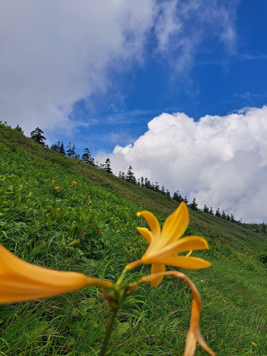 大深湿原 / Ku-minさんの三ッ石山・大深岳・諸桧岳の活動データ | YAMAP / ヤマップ