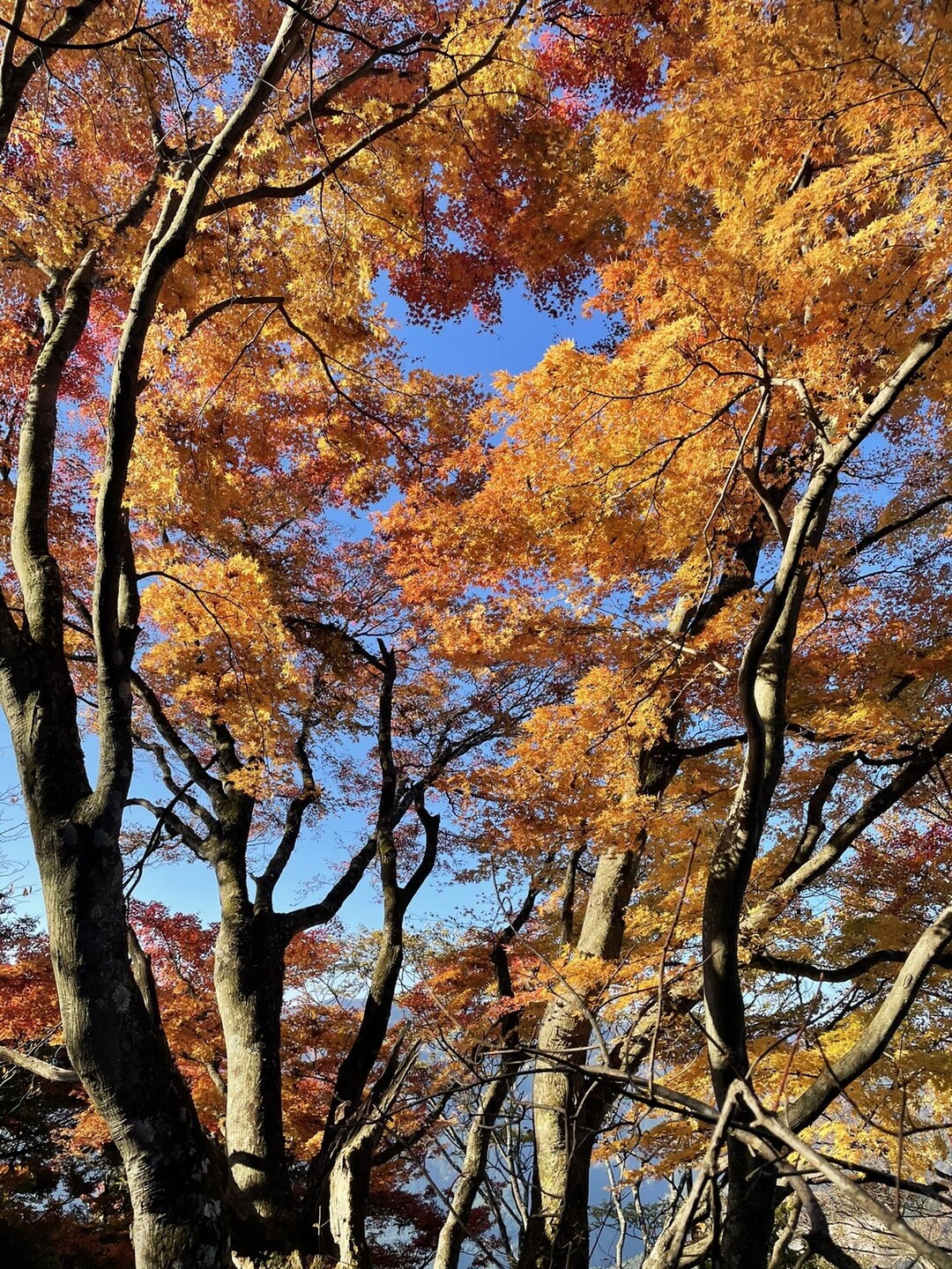 ririさんの投稿したフィールドメモ | YAMAP / ヤマップ