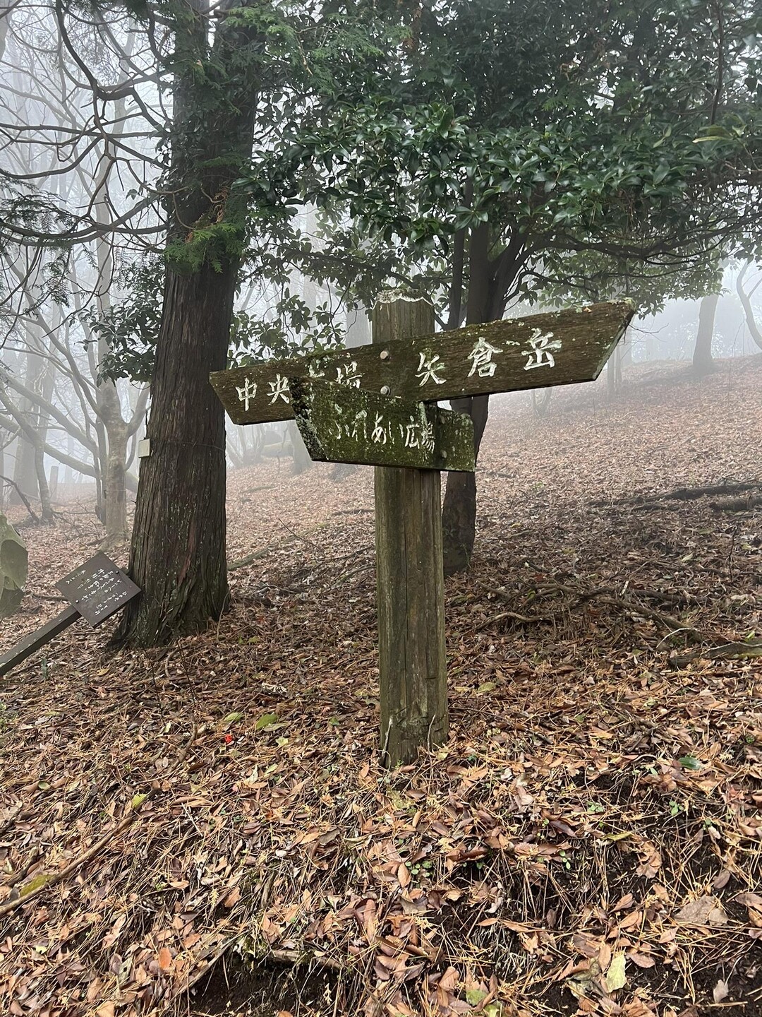 矢倉岳 / sayuさんの矢倉岳の活動データ | YAMAP / ヤマップ