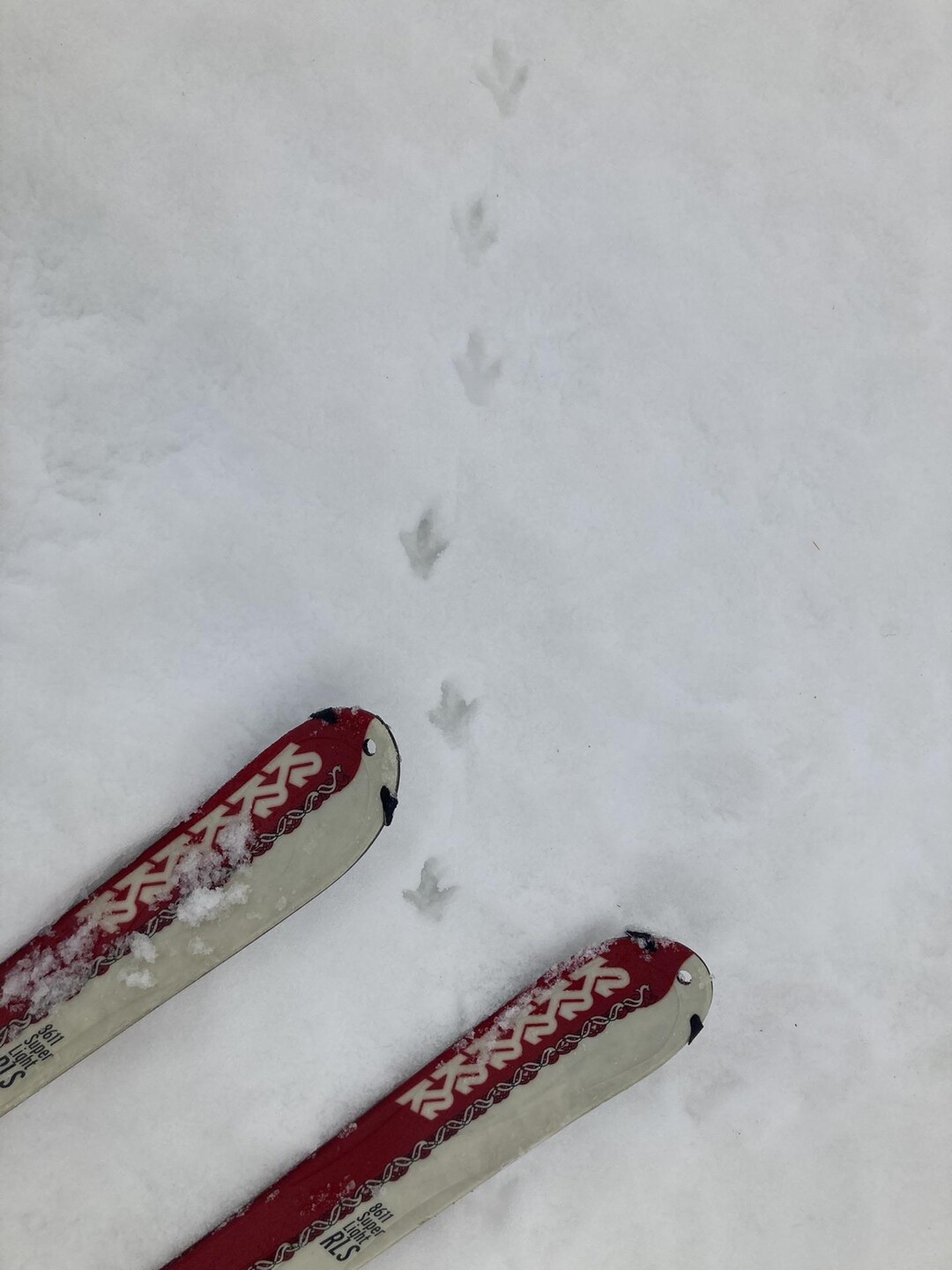 はくのり🐥🐥🐥(BC ski⛷ ) / SGtyutaさんの白馬岳・小蓮華山の活動データ | YAMAP / ヤマップ