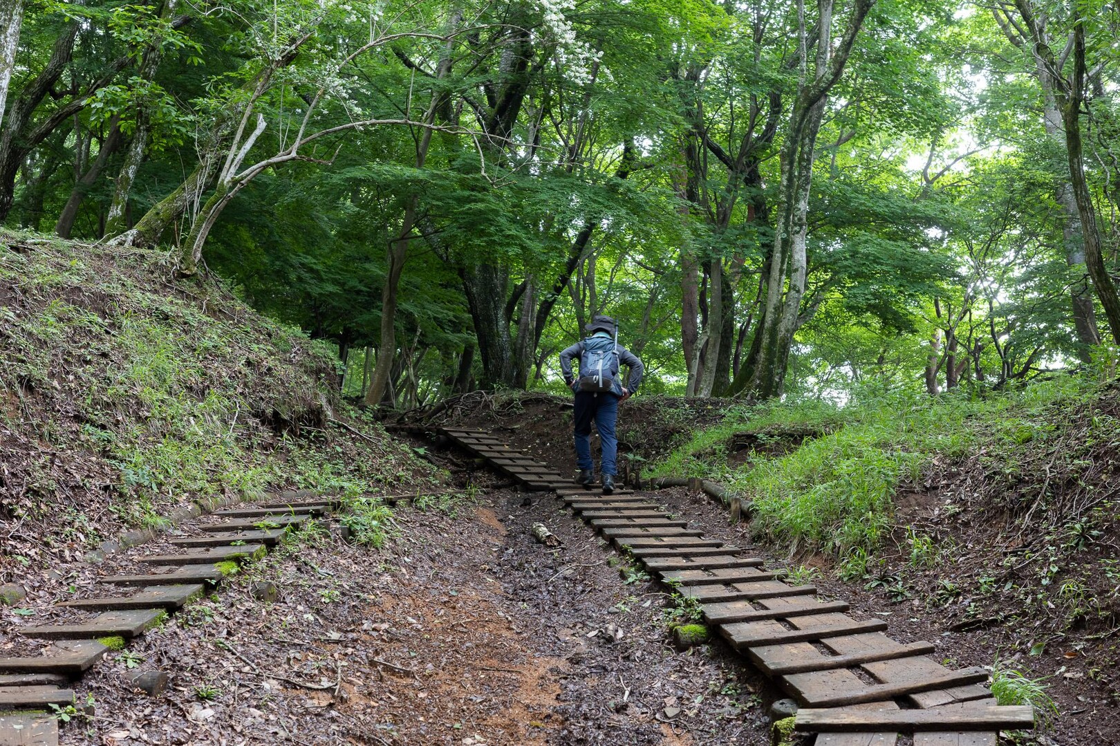 #204-大倉～蛭ヶ岳ピストン / junさんのトレイルランニングの活動データ | YAMAP / ヤマップ