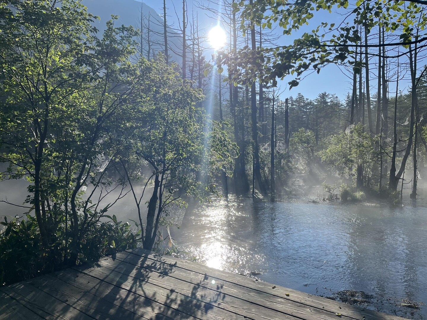 花の上高地 田代湿原から岳沢湿原までウォーキング- / kazunさんのウォーキングの活動データ | YAMAP / ヤマップ