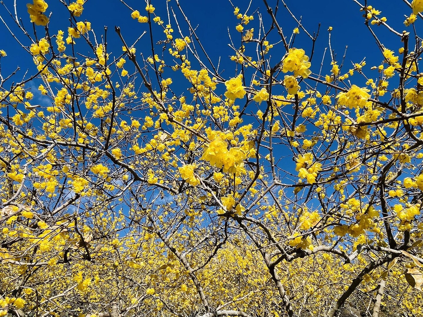 筑波山 蝋梅🌼満開です / RABU・TENさんの筑波山の活動データ | YAMAP / ヤマップ