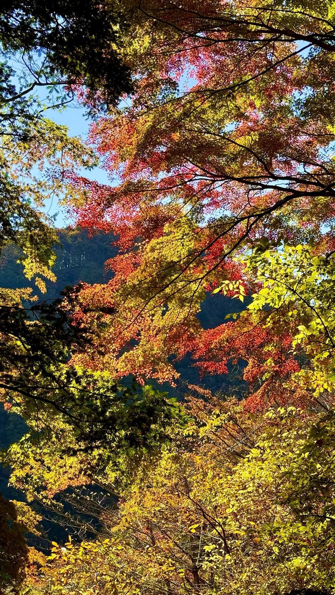 紅葉🍁を求めて湯沢源流🥾 / kazumaroさんの奥久慈男体山・月居山・篭岩（篭岩山）の活動データ | YAMAP / ヤマップ