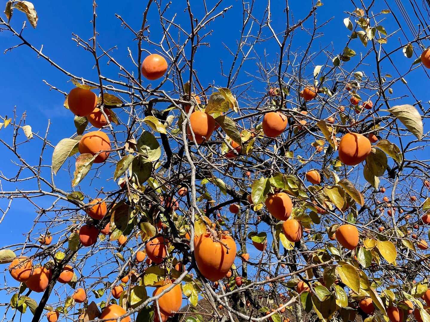 昼食後、家内と“ころ柿”作り最盛期を迎え... / 熊Hideさんのモーメント | YAMAP / ヤマップ