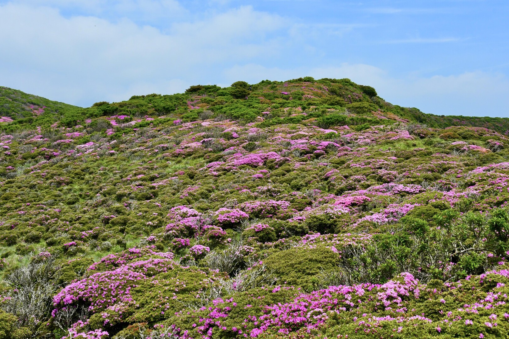 北大船山MK滑り込み-2023-06-17 / たくんさんの九重山（久住山）・大船山・星生山の活動データ | YAMAP / ヤマップ